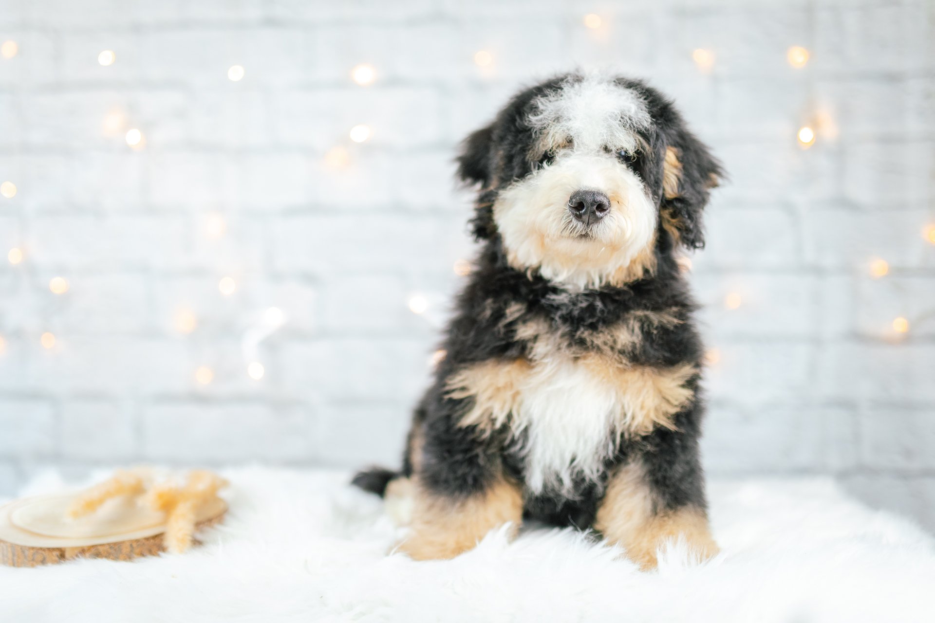 Mini Bernedoodle: Tiny, Standard, and More Options