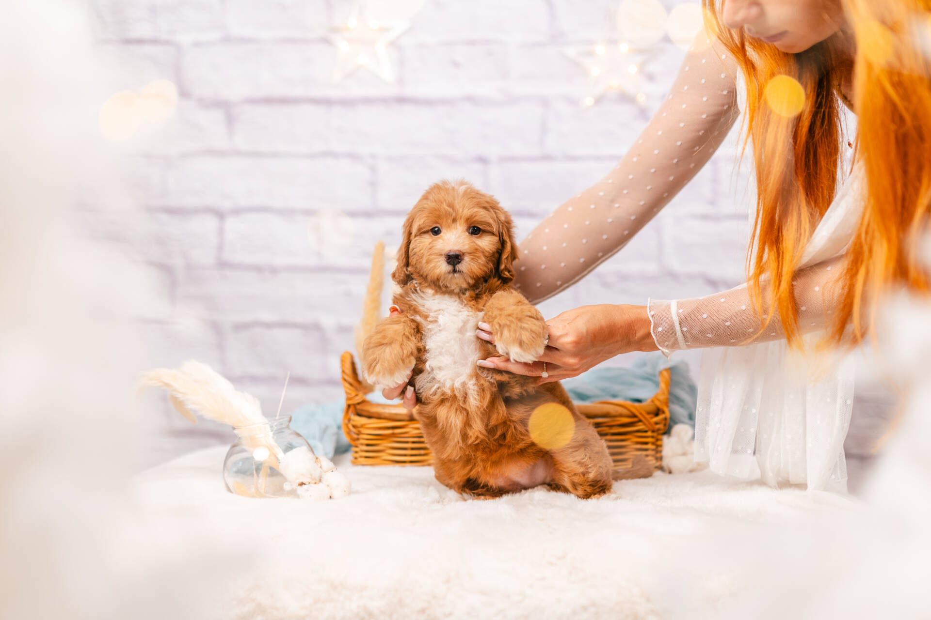 Paige – Mini F2 Girl - Bernedoodles and Co