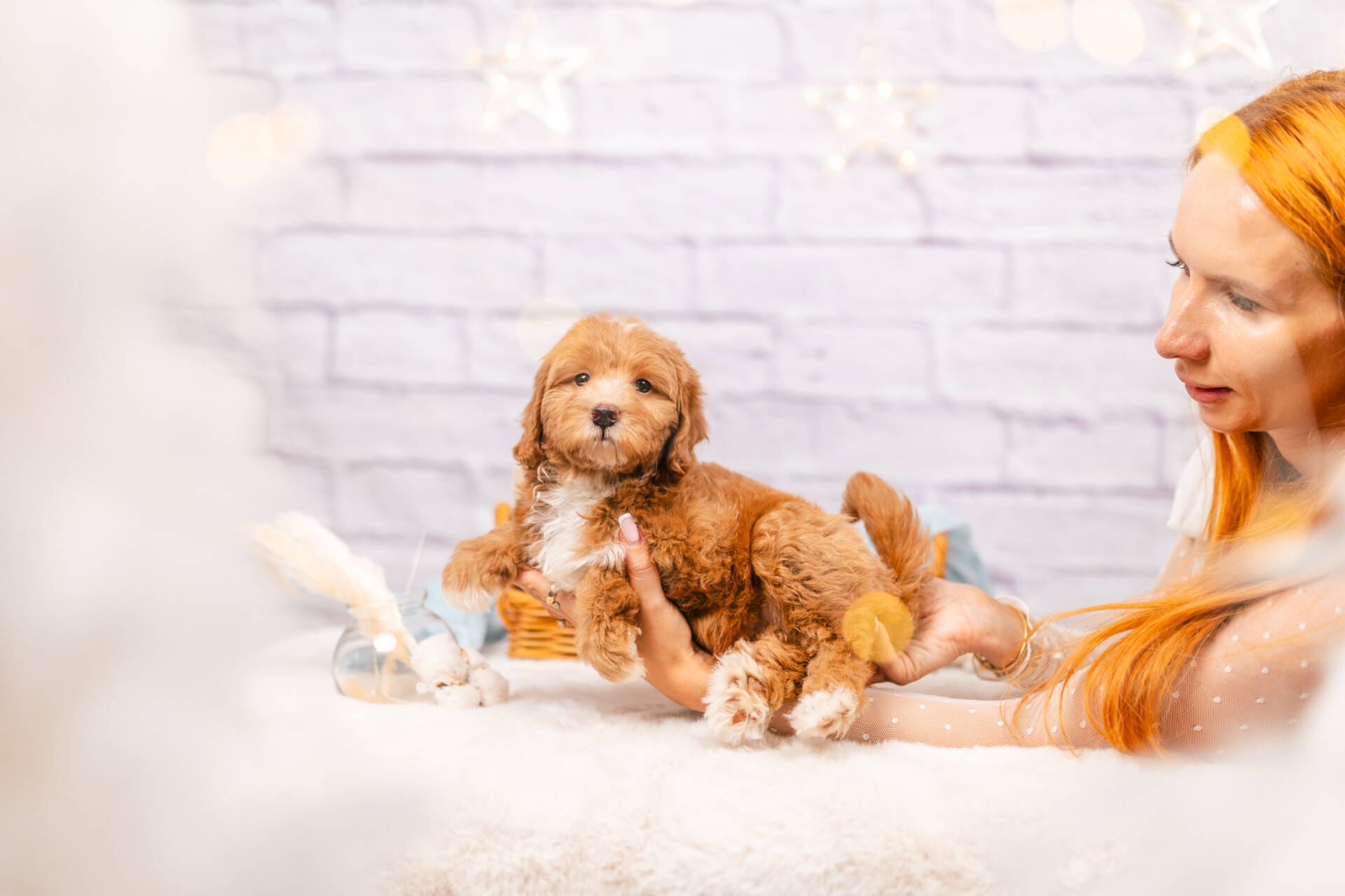 Paige – Mini F2 Girl - Bernedoodles and Co