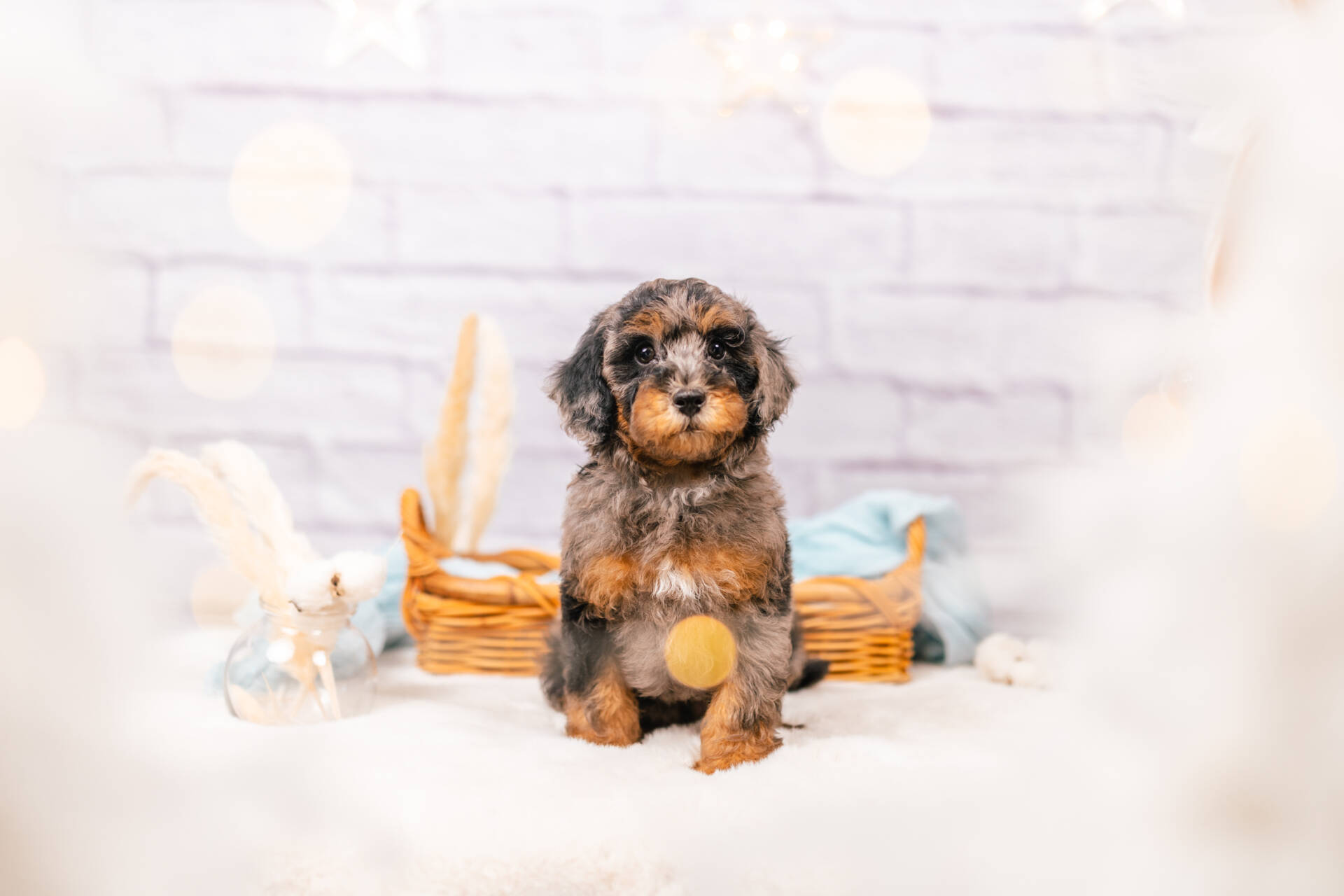 Smokey – Micro Boy - Bernedoodles and Co