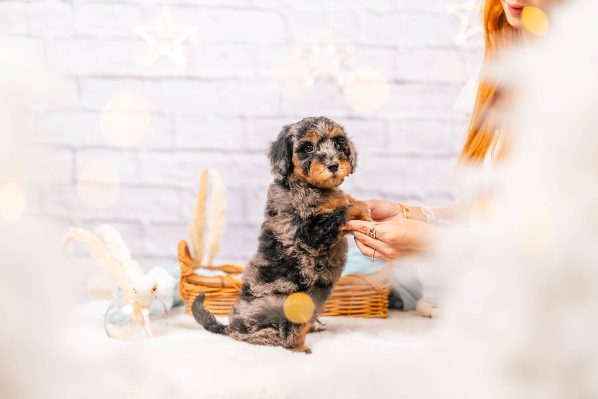 Smokey – Micro Boy - Bernedoodles and Co