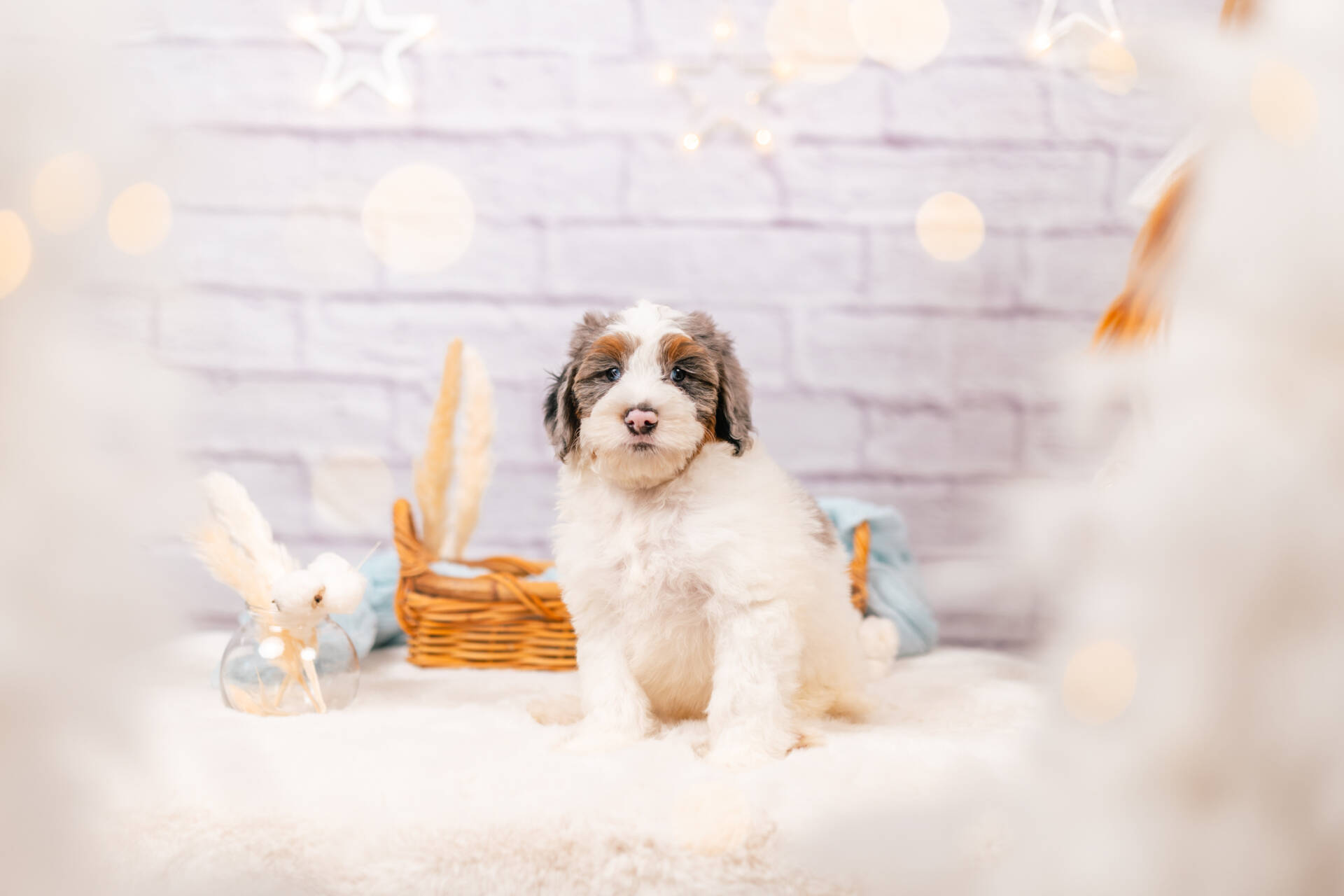 Finn – Mini F2 Boy - Bernedoodles and Co