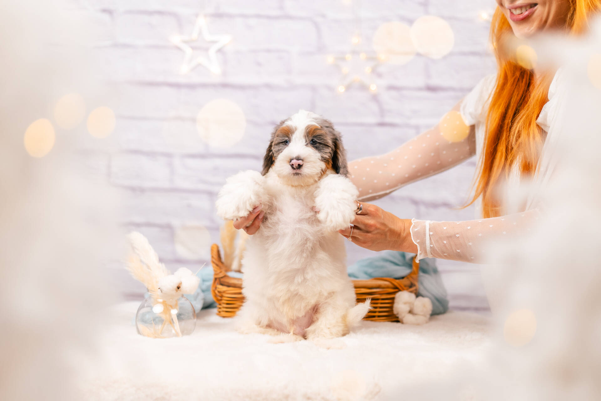 Finn – Mini F2 Boy - Bernedoodles and Co