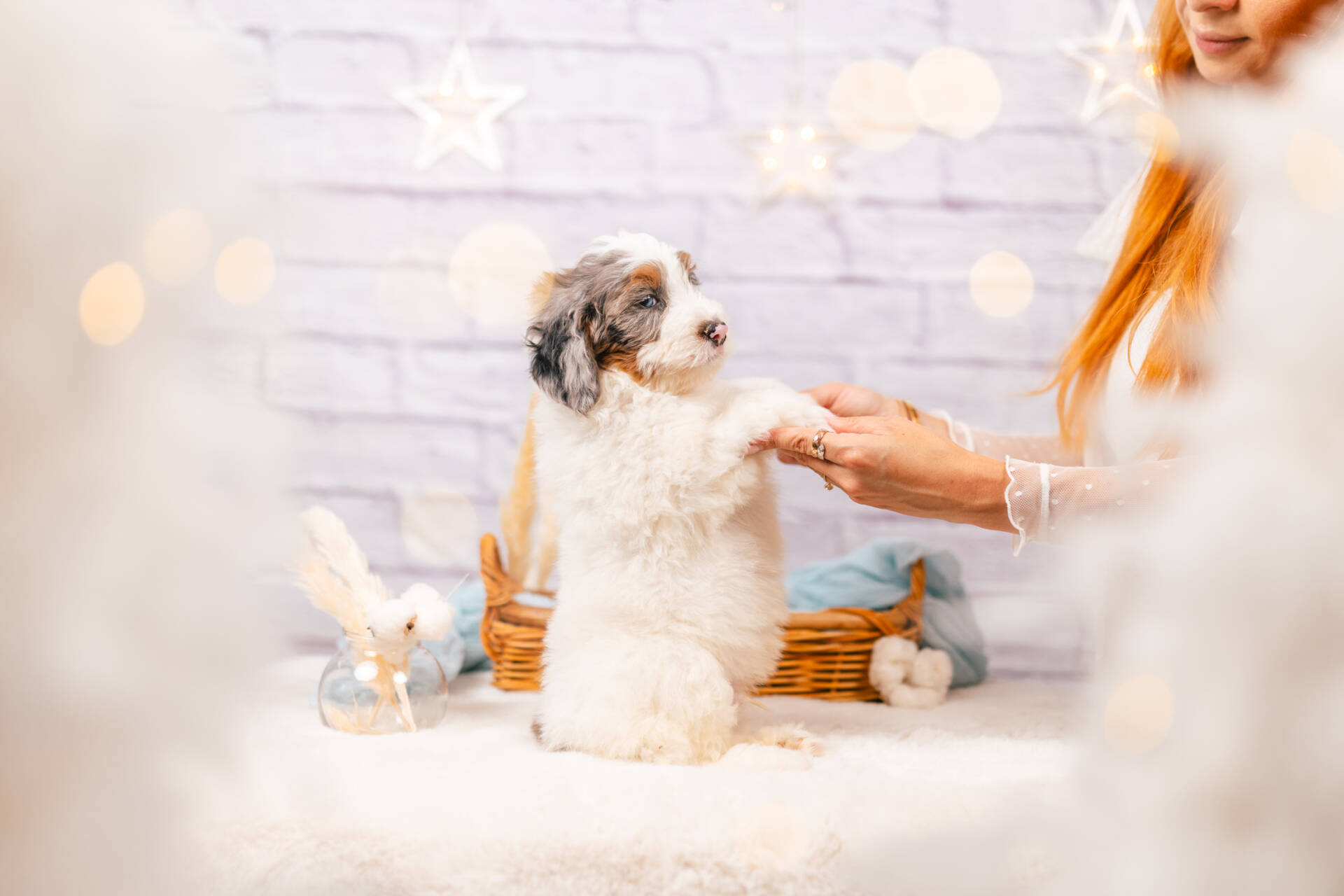 Finn – Mini F2 Boy - Bernedoodles and Co