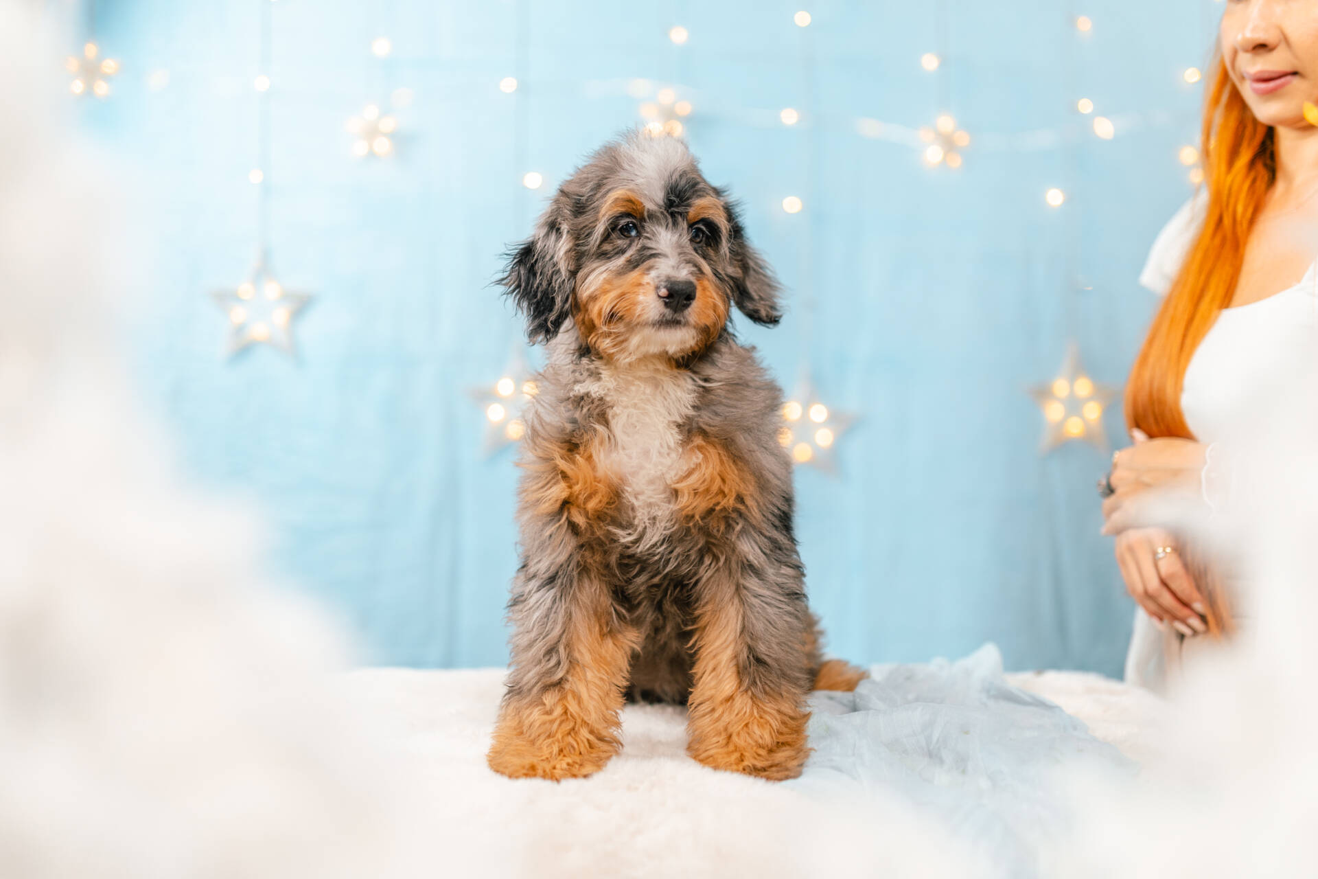 Fantasy – Mini F2 Girl - Bernedoodles and Co