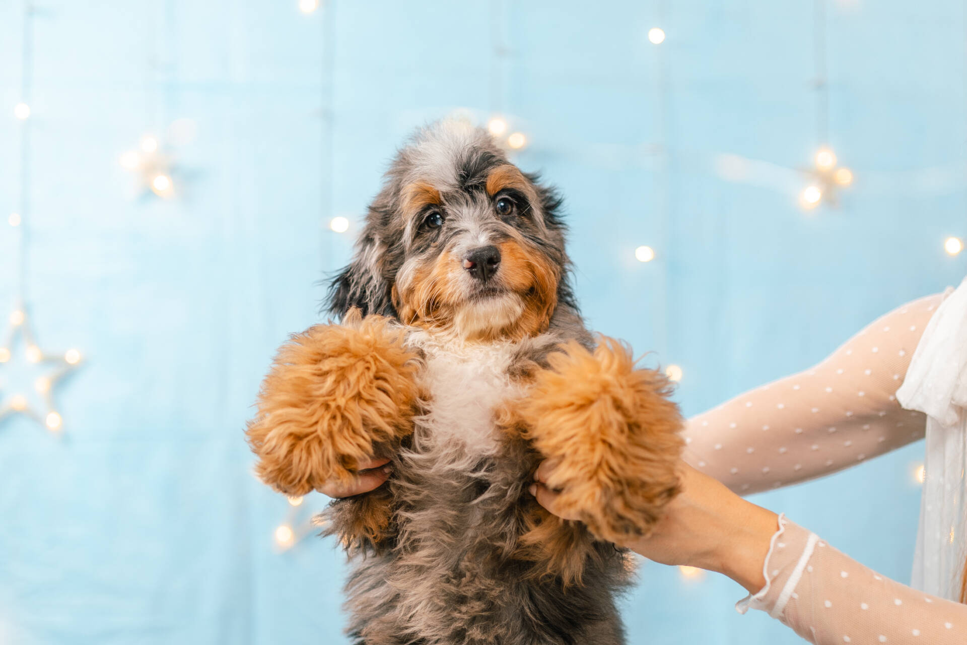 Fantasy – Mini F2 Girl - Bernedoodles and Co