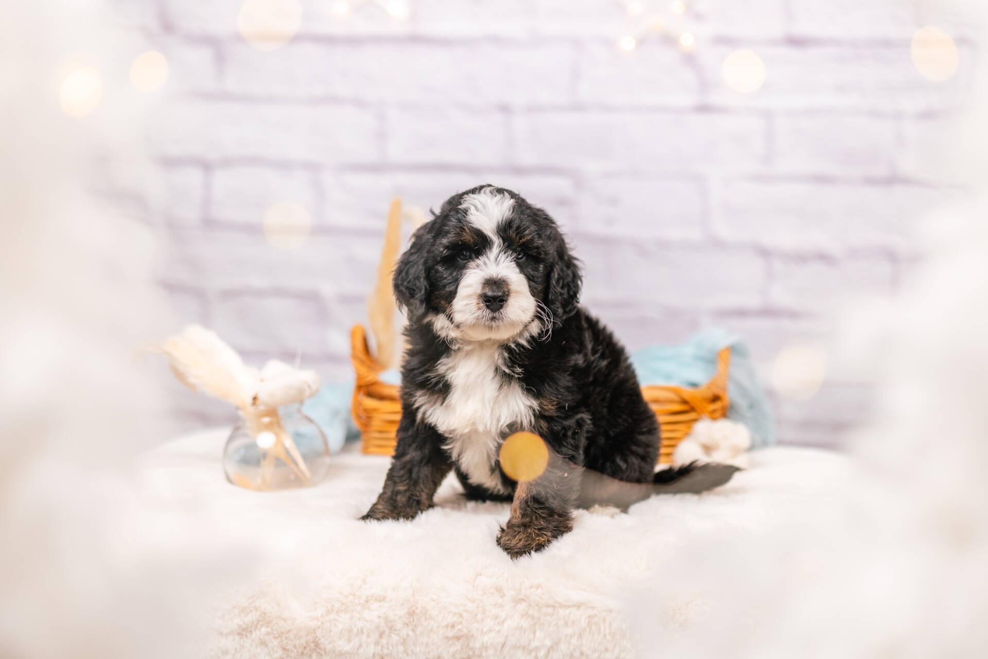 Gus – Mini F2 Boy - Bernedoodles and Co
