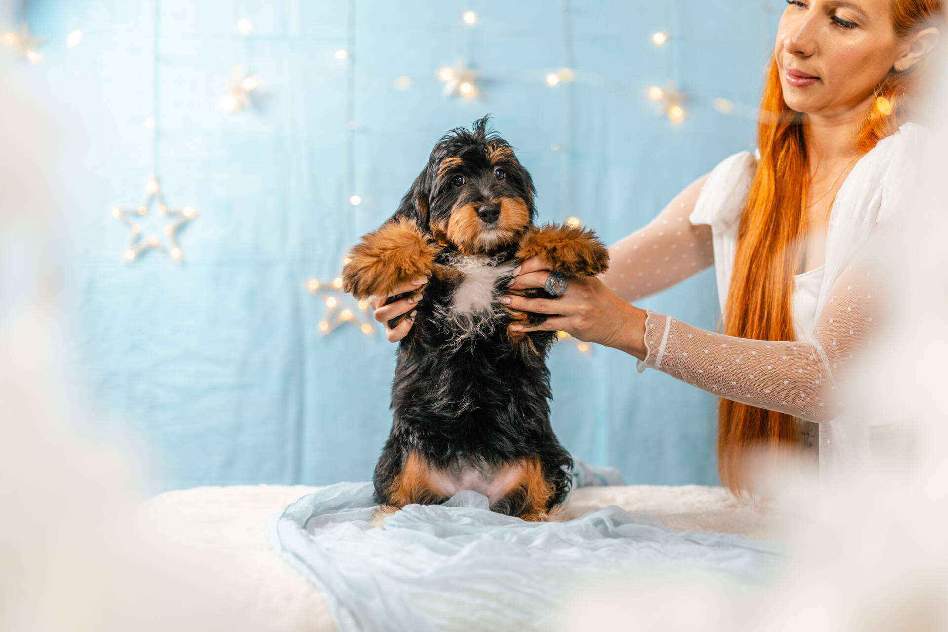 Lola – Mini F1b Girl - Bernedoodles and Co