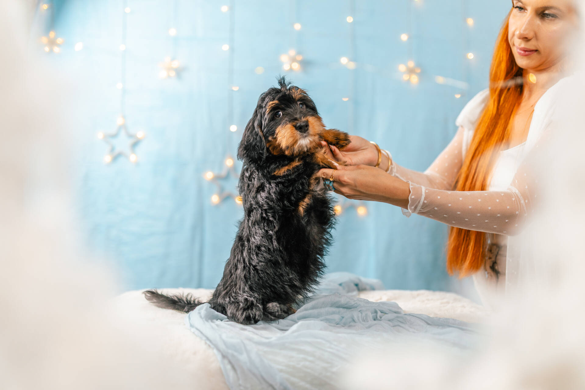 Lola – Mini F1b Girl - Bernedoodles and Co