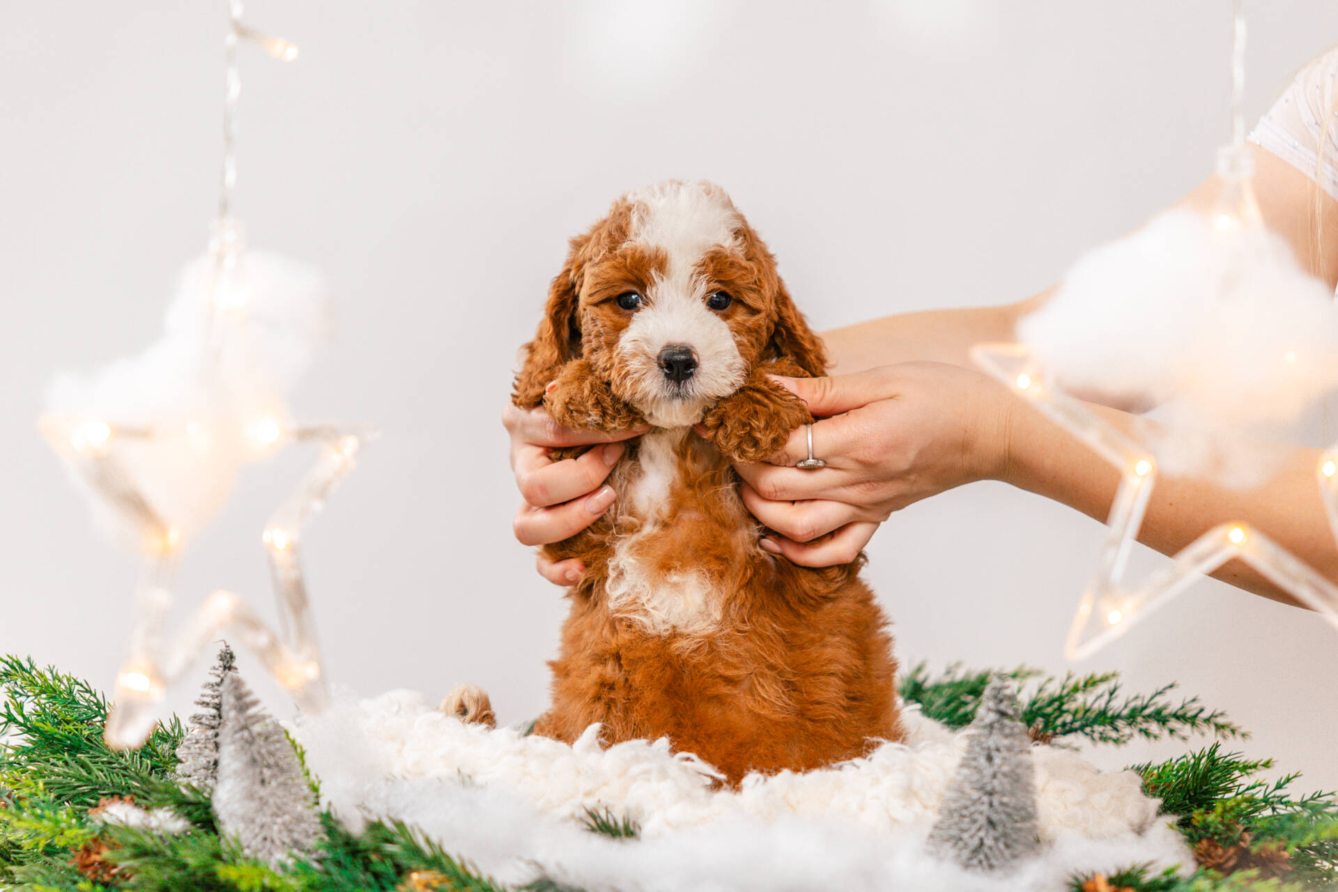 Elf - Mini F2 Bernedoodle Boy - Bernedoodles and Co