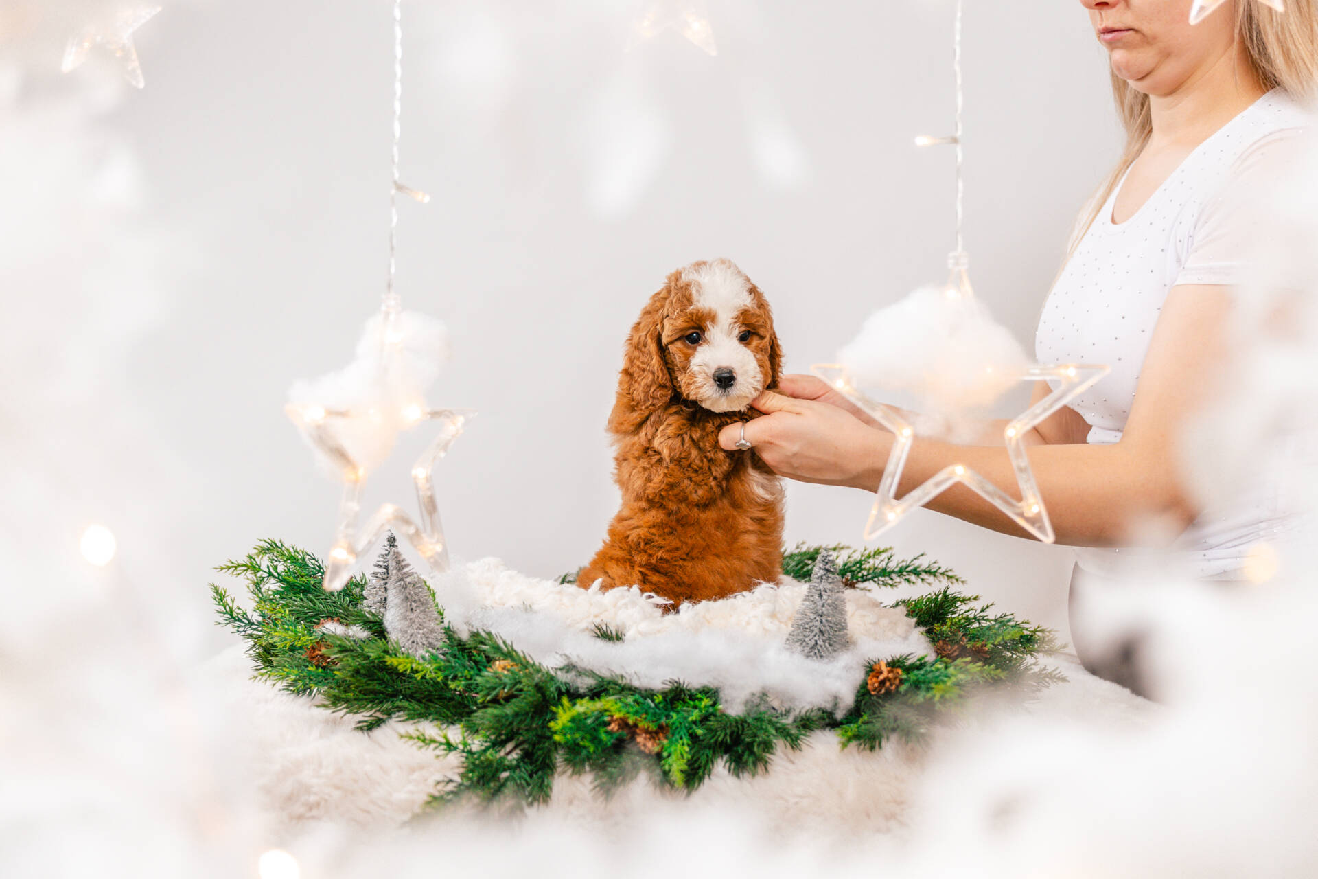 Elf - Mini F2 Bernedoodle Boy - Bernedoodles and Co