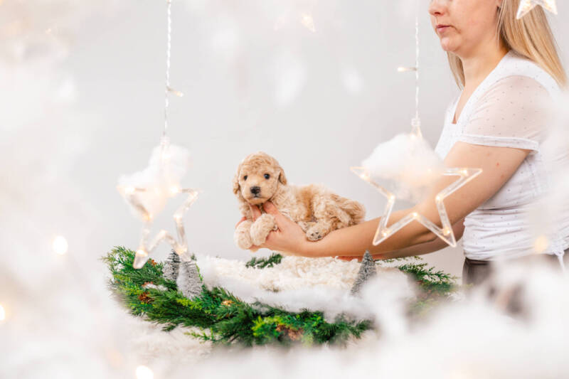 Besito - Micro Mini Bernedoodle Boy - Bernedoodles and Co