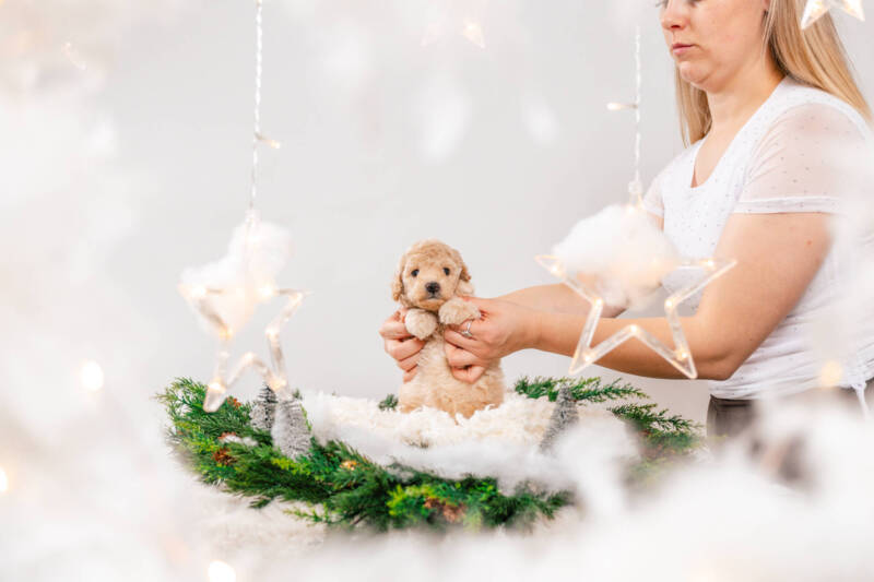 Besito - Micro Mini Bernedoodle Boy - Bernedoodles and Co