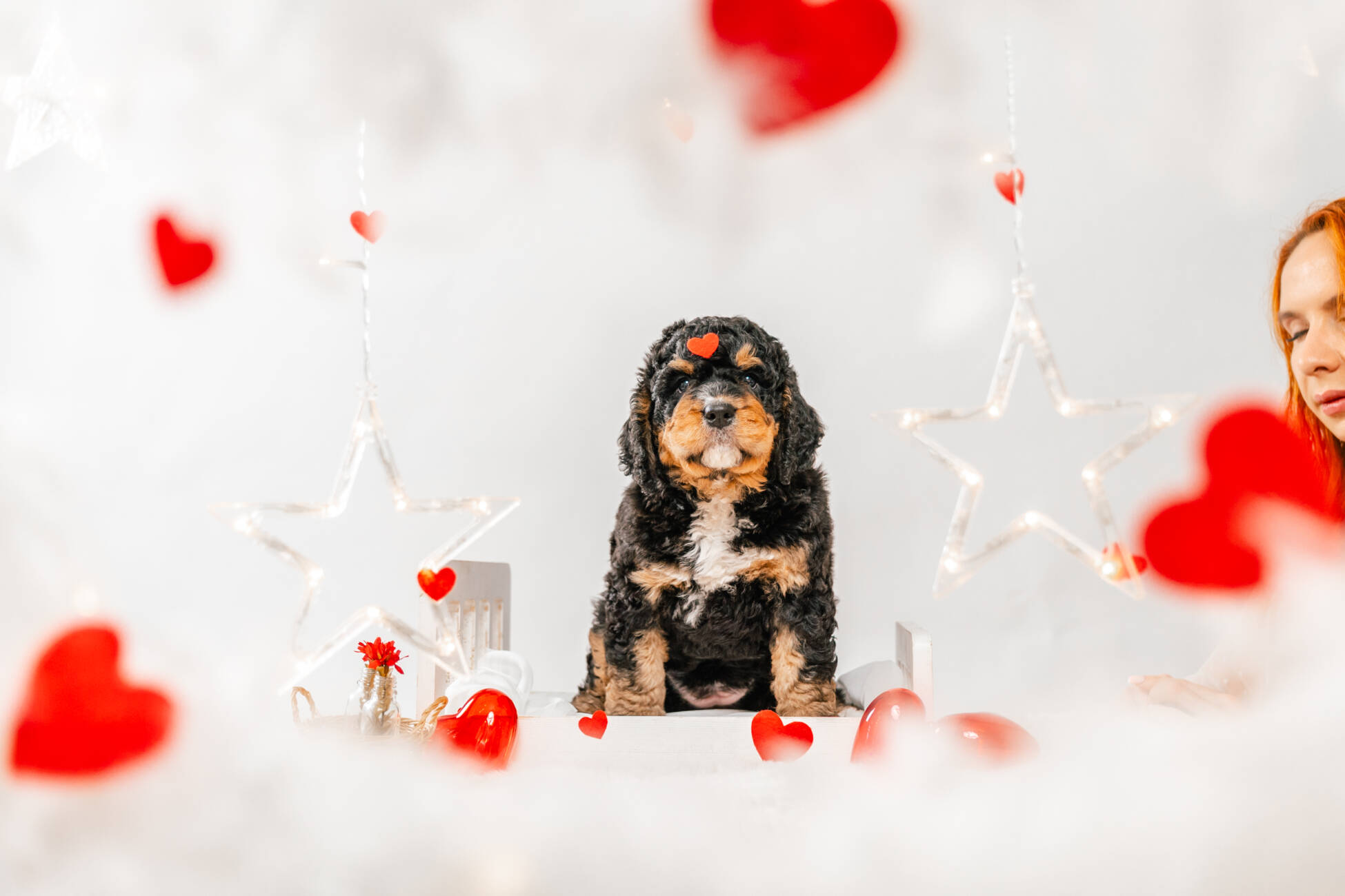 Adorable Standard F2 Bernedoodle Puppies for Sale
