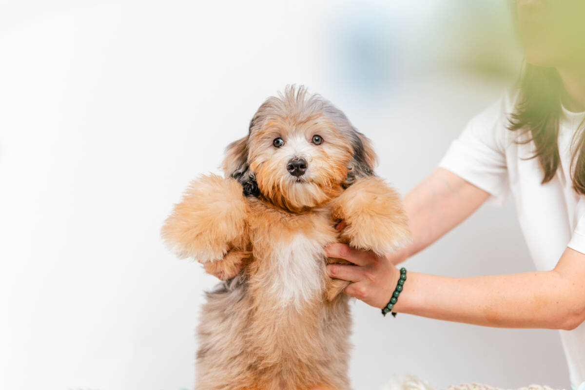 Meet Luca: Adorable Micro Bernedoodle Boy for Your HomeDescription